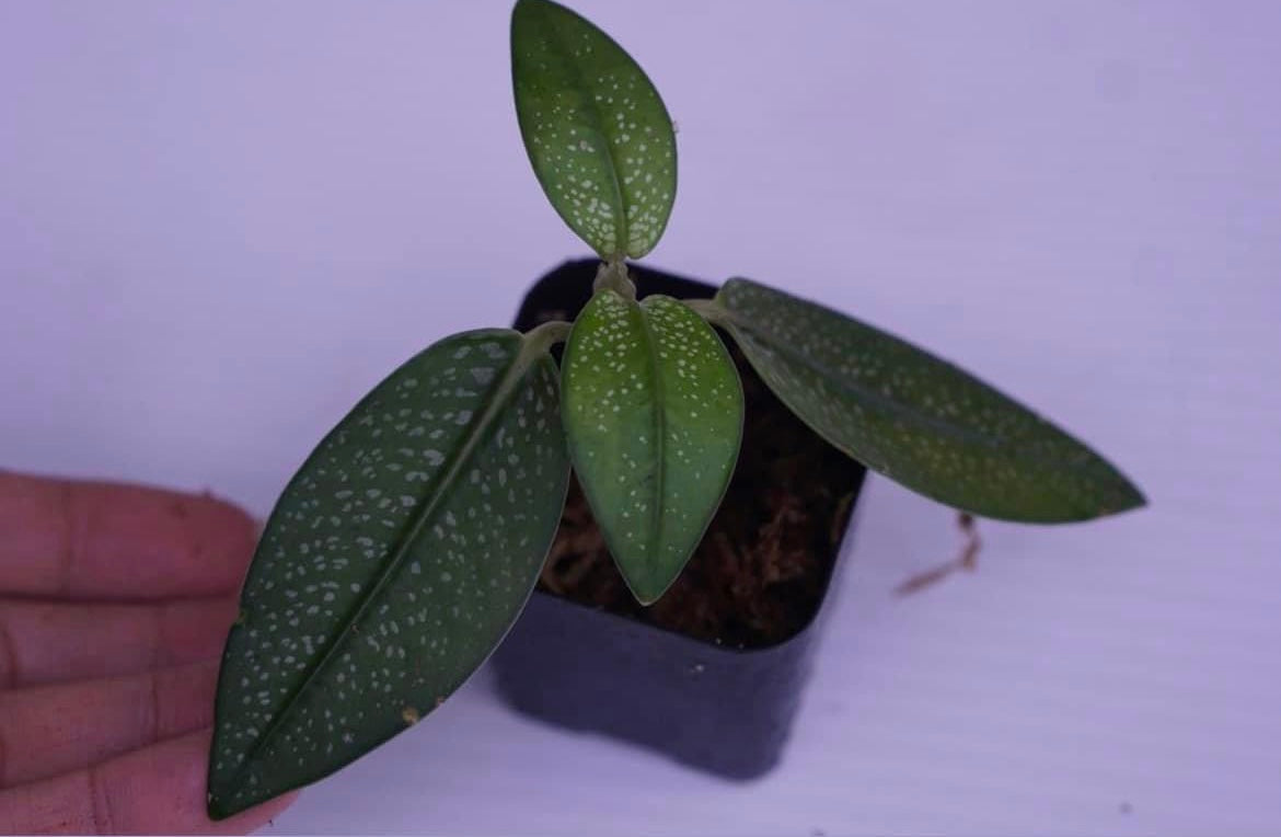 Argostemma sp. Borneo 2 | Atlas Exotics